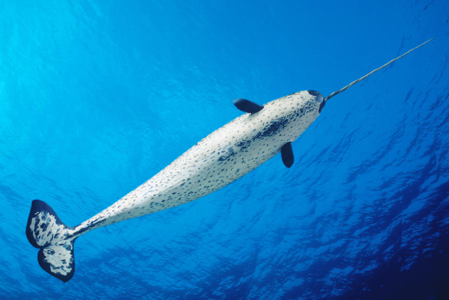 Doll Diaries Winter And Narwhals doll-diaries-winter-and-narwhals